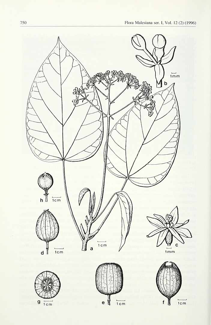 PLANT FAMILIES OF PUERTO RICO AND FLORIDA PAPO VIVES: HERNANDIACEAE NÚM ...