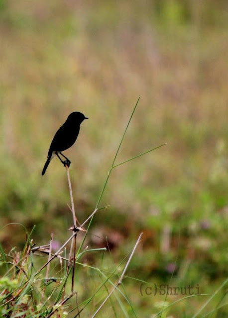 Bird Sighting at Ragihalli - Artsy Craftsy Mom