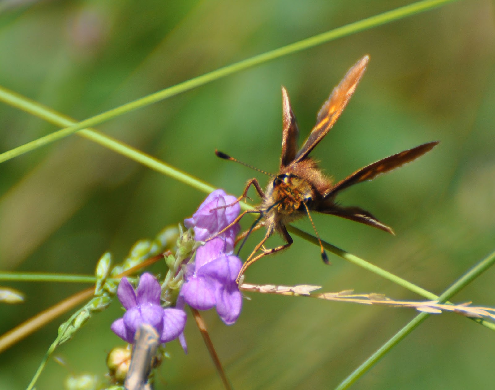 Mother Nature's Backyard - A Water-wise Garden: Umber Skipper Butterfly ...