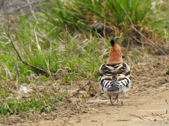 PASARI DIN ROMANIA: PUPAZA, Upupa epops