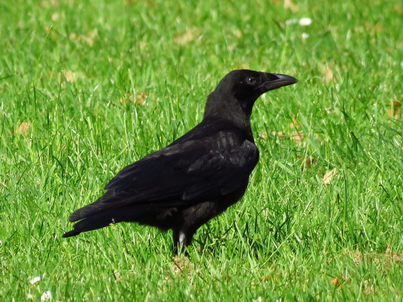 The Rattling Crow: Mobbed by crows