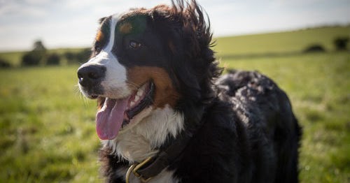 MI PASTOR BERNES: CARACTERISTICAS FISICAS DEL PERRO