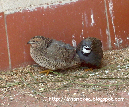 Aviario KEA: PUESTA DE LAS CODORNICES CHINAS