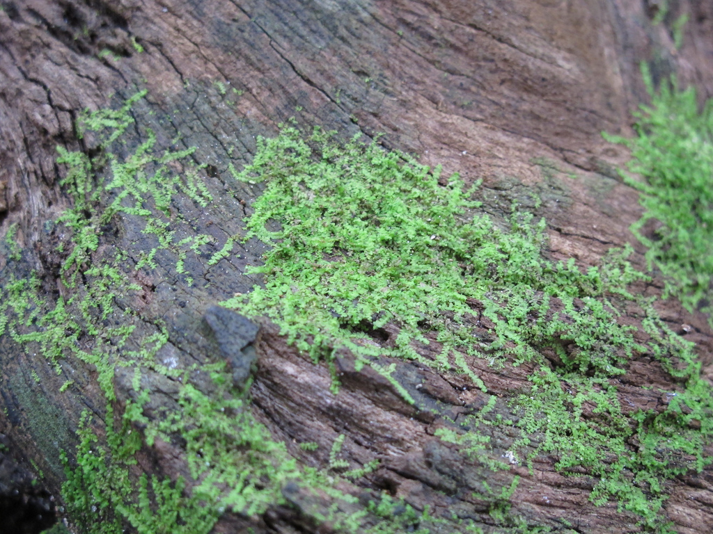 Flora de Puerto Rico Ilustrada Papo Vives: HEPÁTICA LOBADAS LEUJENEACEA ...