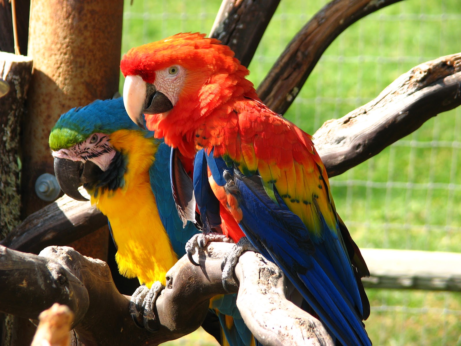 Macaw - Animals Photos