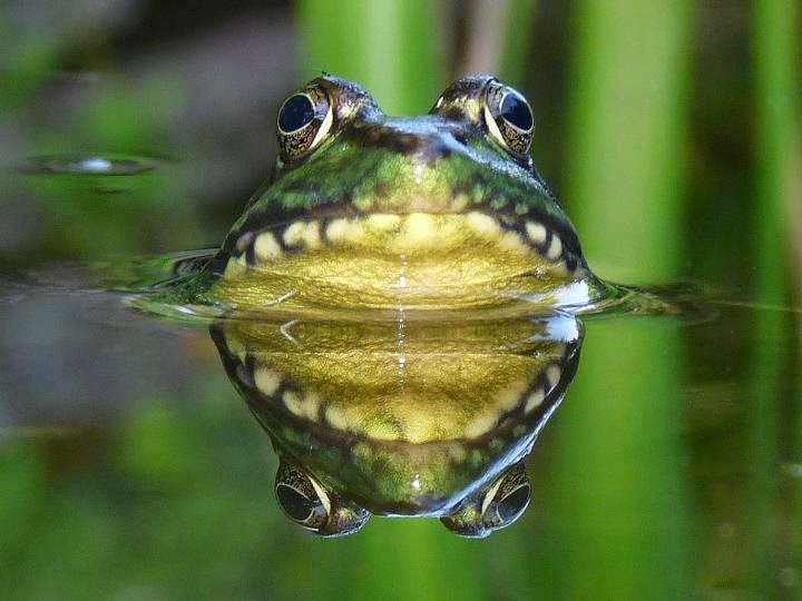 Save Our Beautiful Mother Nature: Frogs in front of the Camera