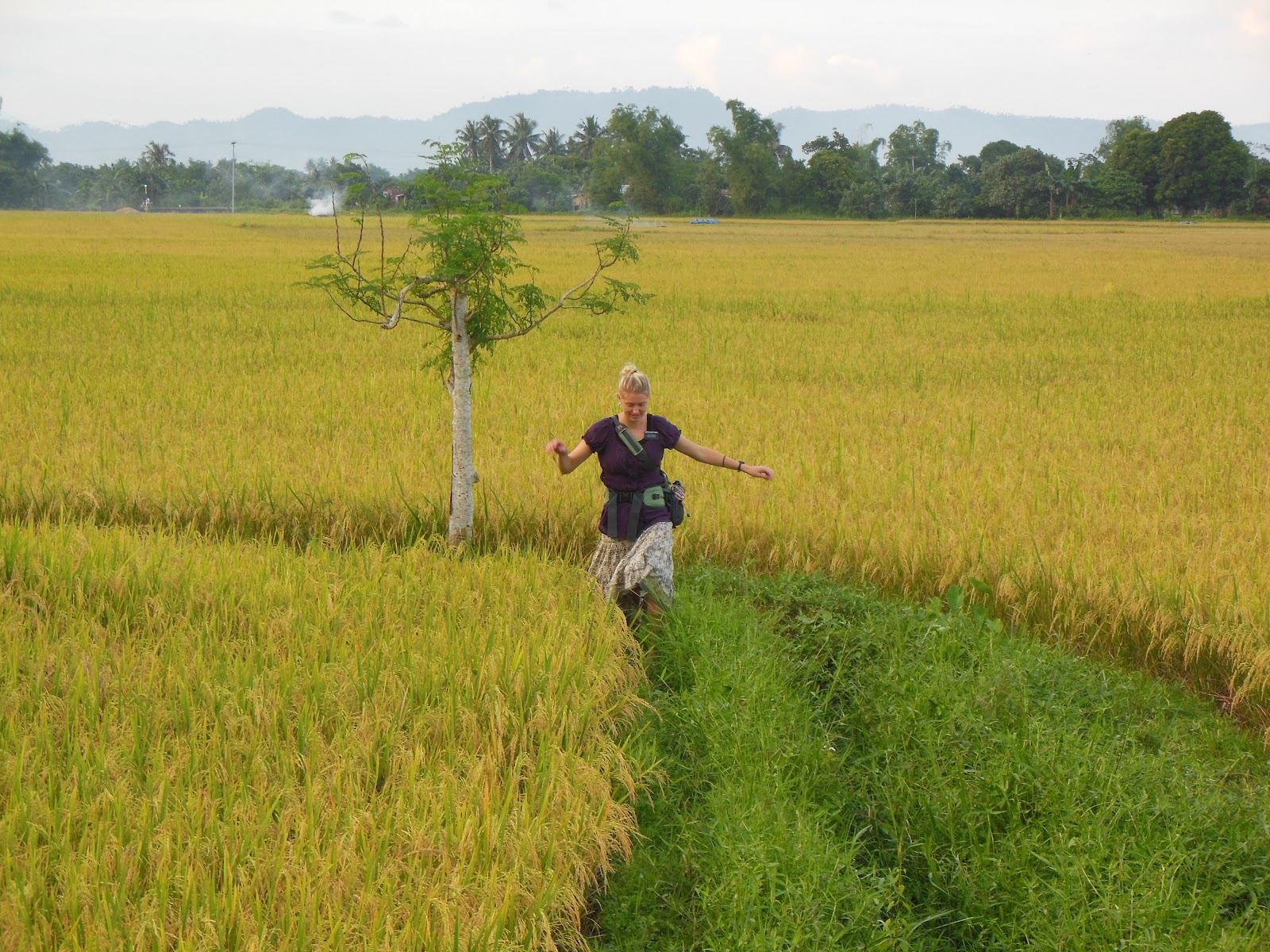 Snippets & Snapshots : Rice Fields
