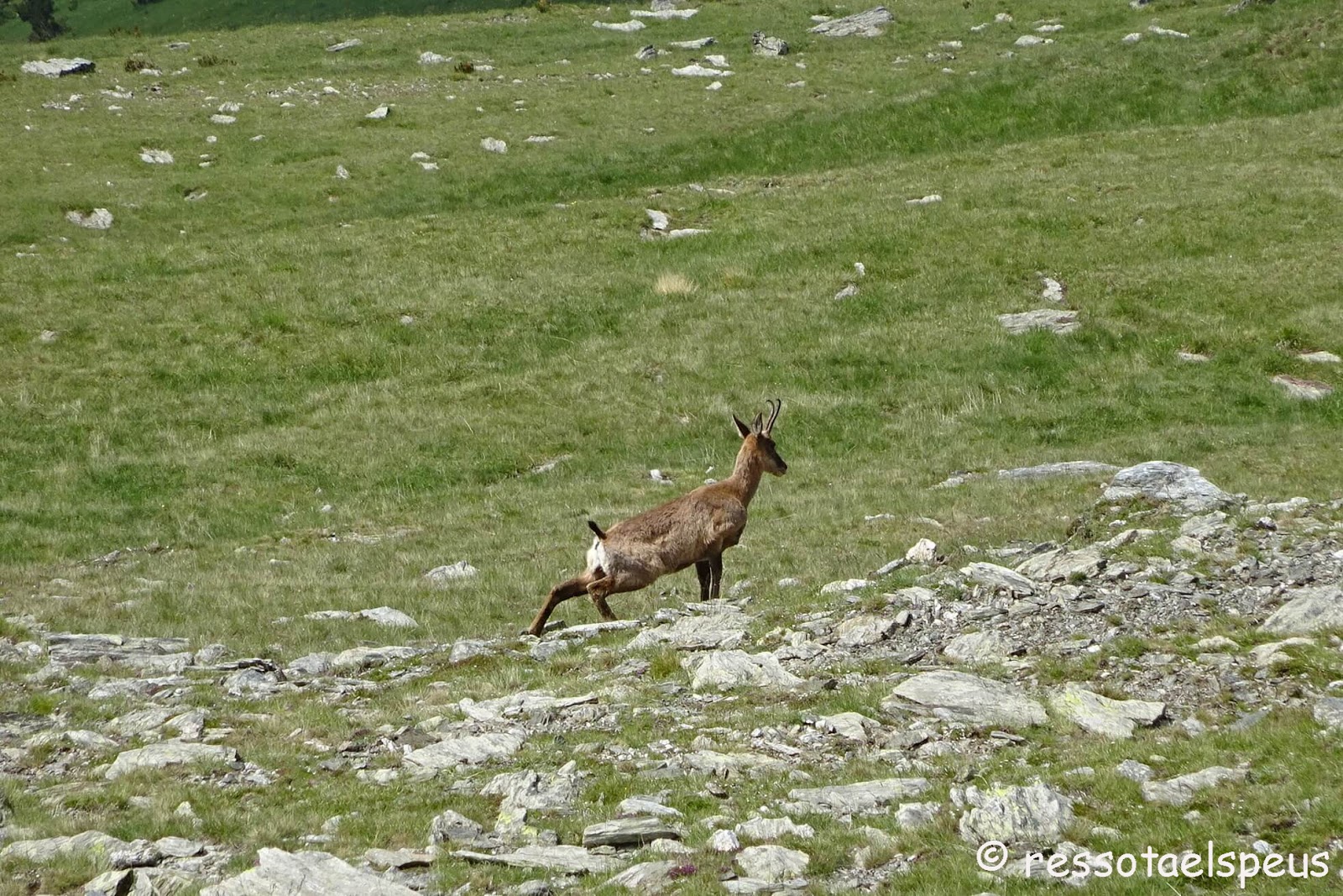 res sota els peus: El Balandrau per les gorges del Freser