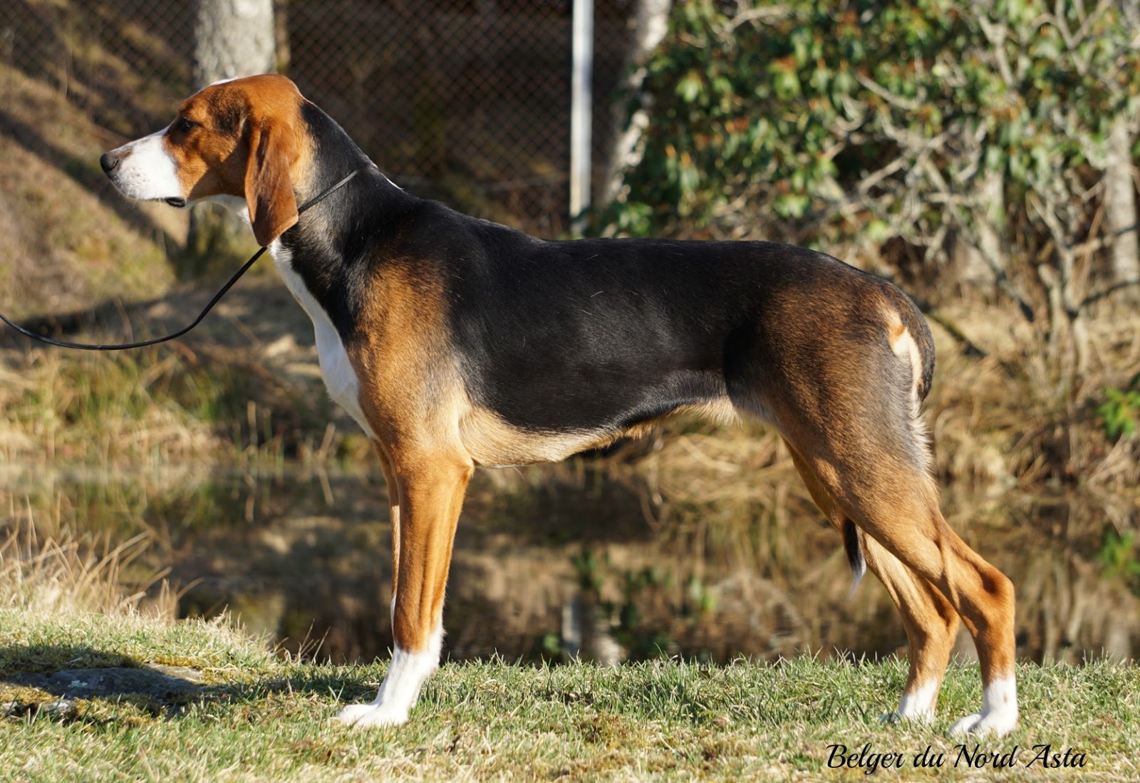 Belger du Nord: Belger du Nord Asta