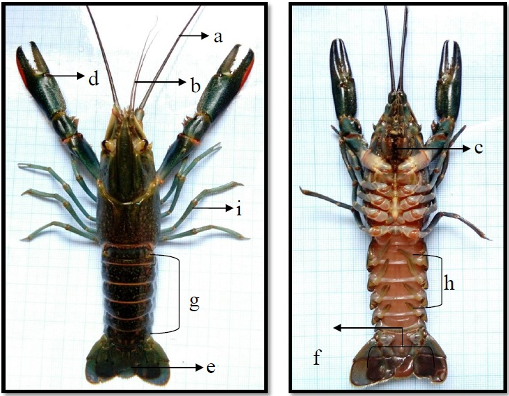 Klasifikasi Dan Morfologi Udang Lobster Air Tawar