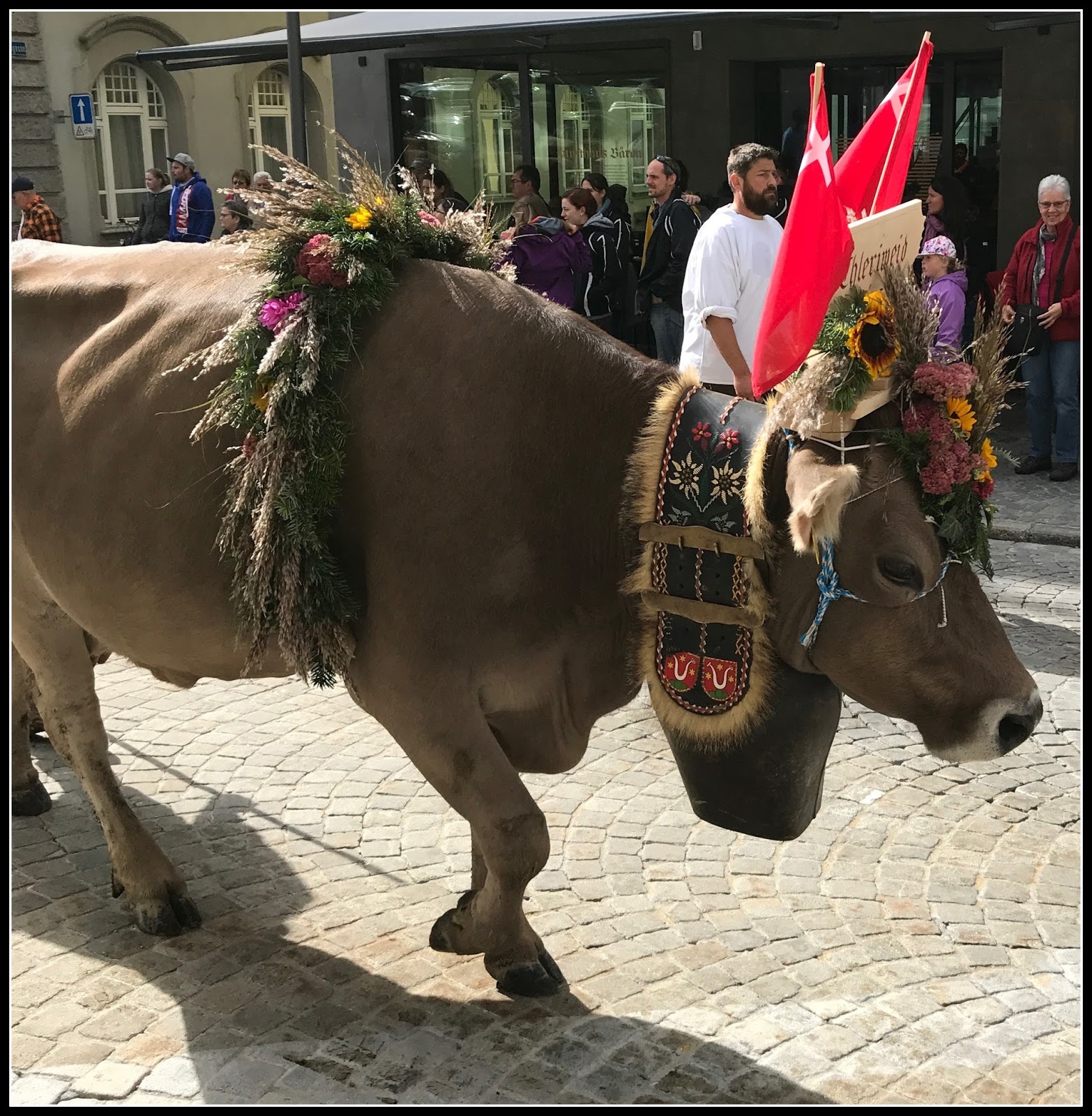 From Paris to Zurich: Tradition suisse : la désalpe ou Alpabfarht