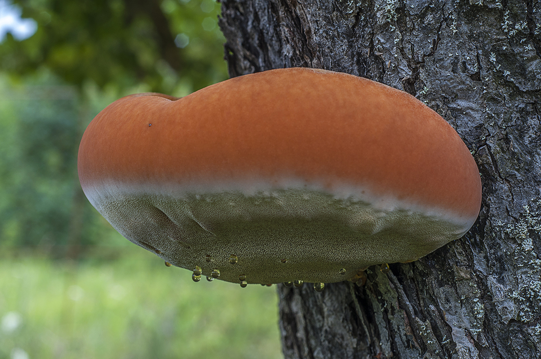 Hymenochaetales ~ Micologia y Fotografia