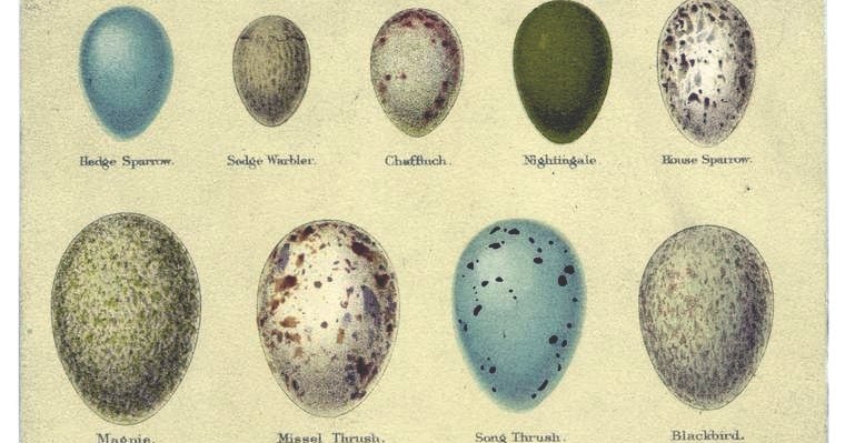 Bird In Everything Birds Eggs Pictures
