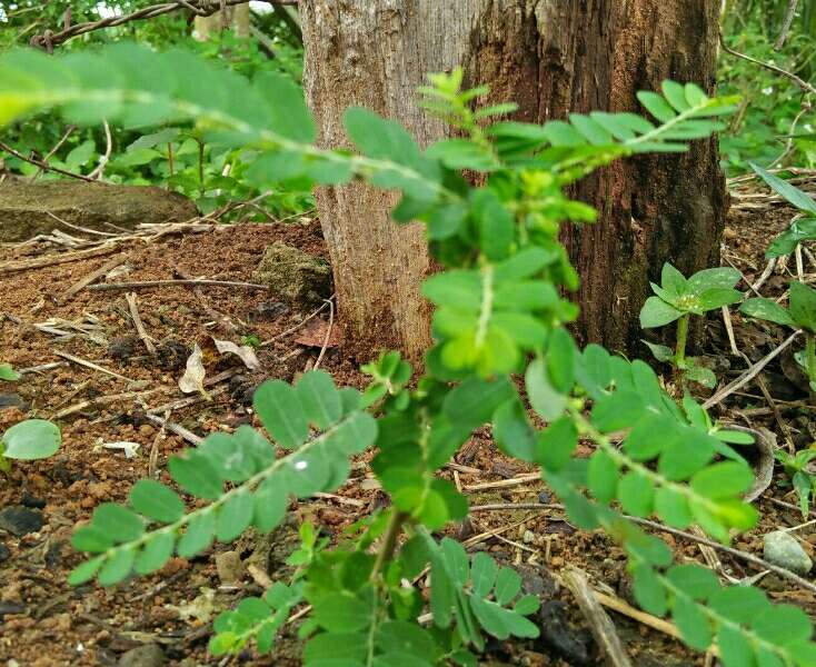 MENGENAL MENIRAN DAN KHASIATNYA | INFORMASI KESEHATAN DAN KHASIAT ...