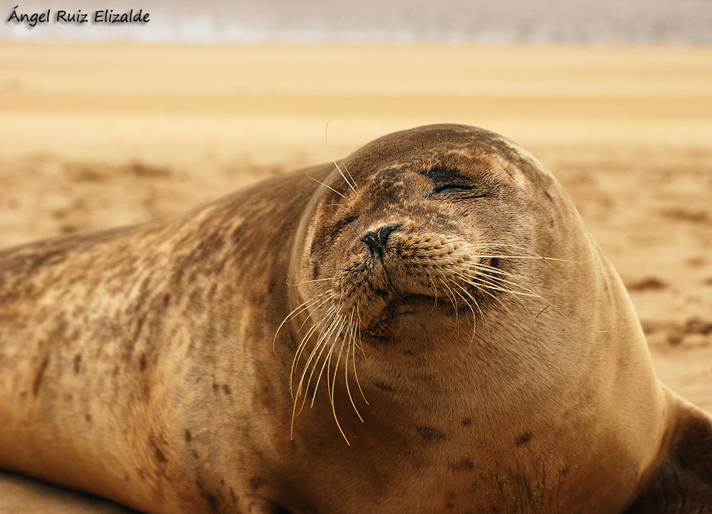 Aves de la Ría de Ajo: Foca moteada en Oriñón...