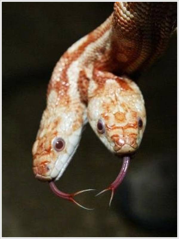 Get FuN Here: Rare 2 Headed Snakes