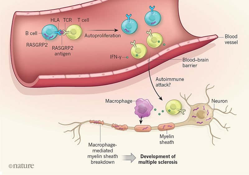 Colgate Virology (and Immunology) Blog: Means of cell-cell ...