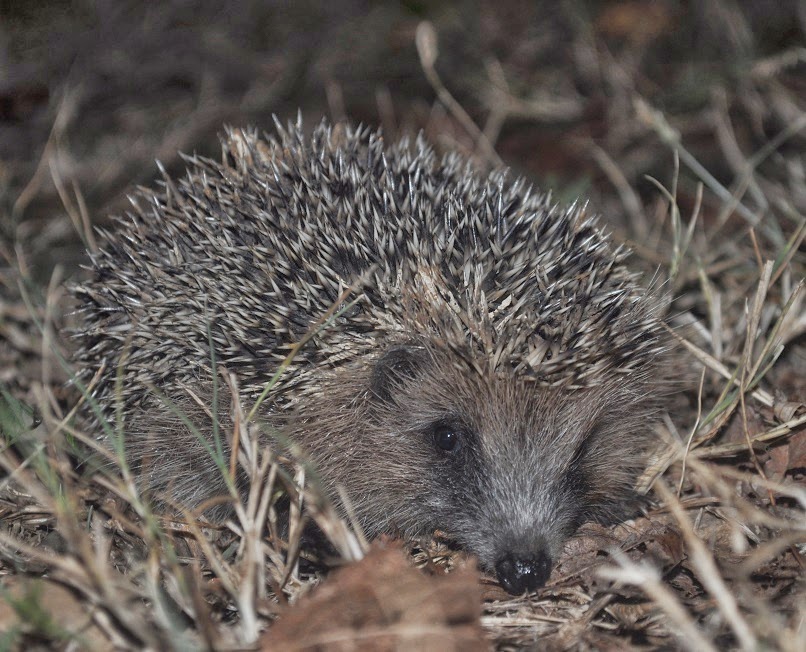 ZOOTOGRAFIANDO (6.100 ANIMALS): ERIZO COMÚN / EUROPEAN HEDGEHOG ...