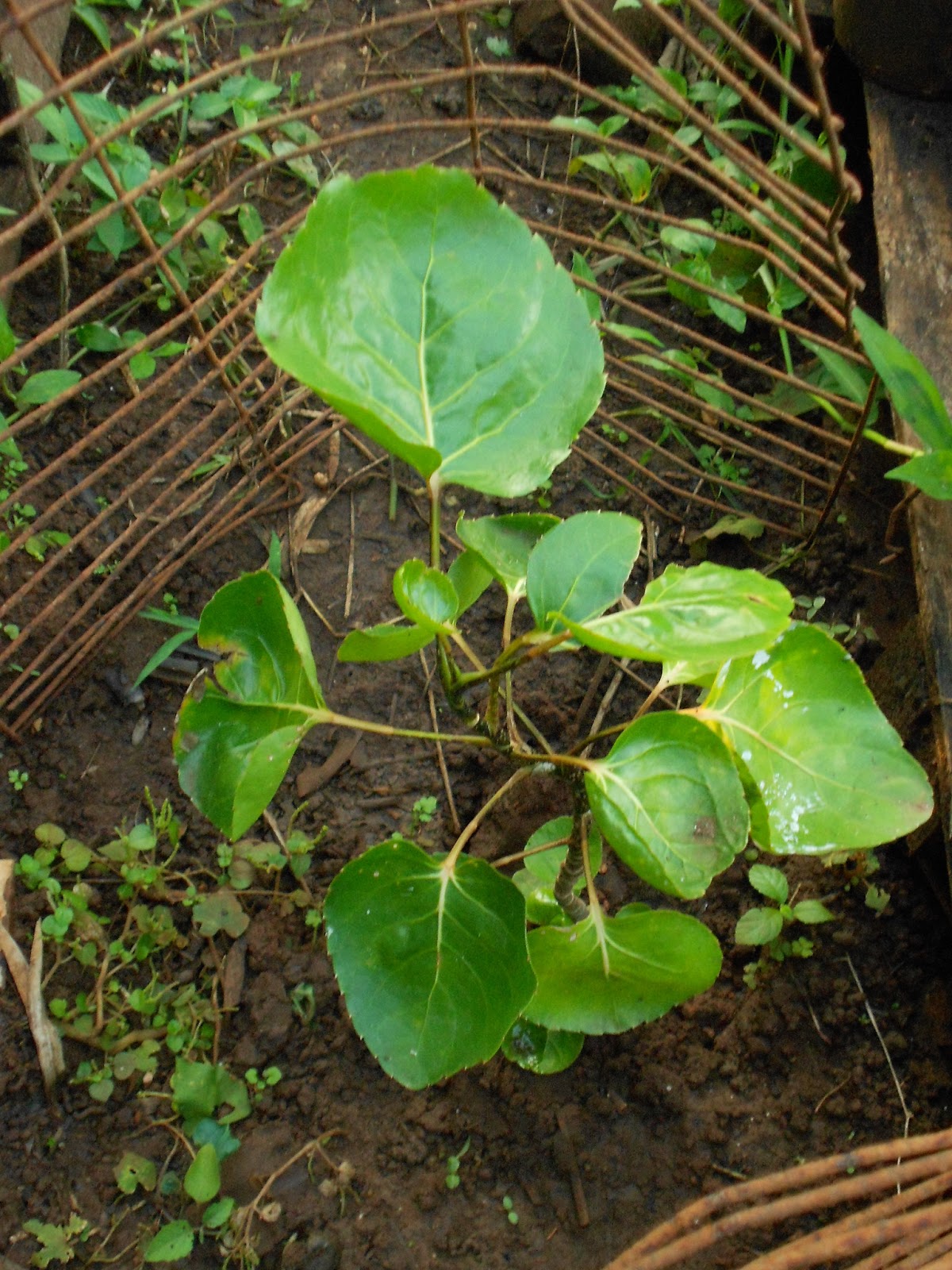 Folha de Orixá - Ewé Orisa: Folha concha