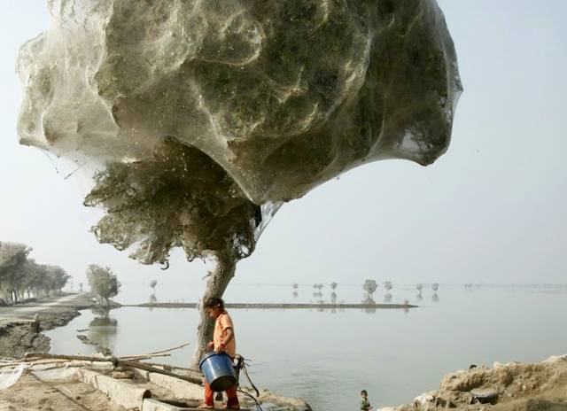 Trees Cocooned In Spiders Webs ~ Myclipta