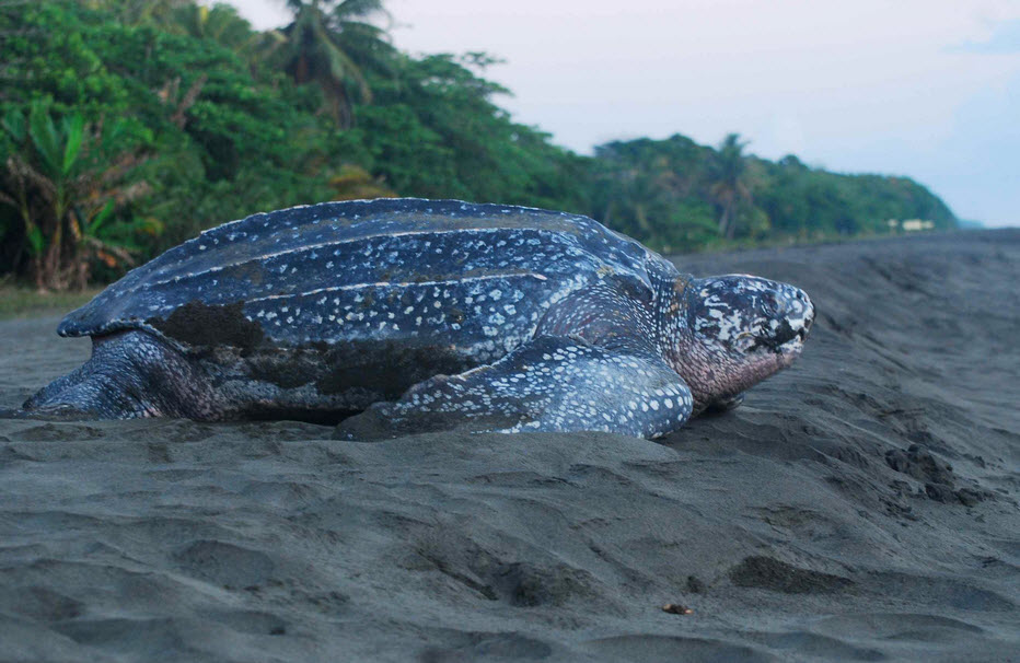 The leatherback turtle | The Life of Animals