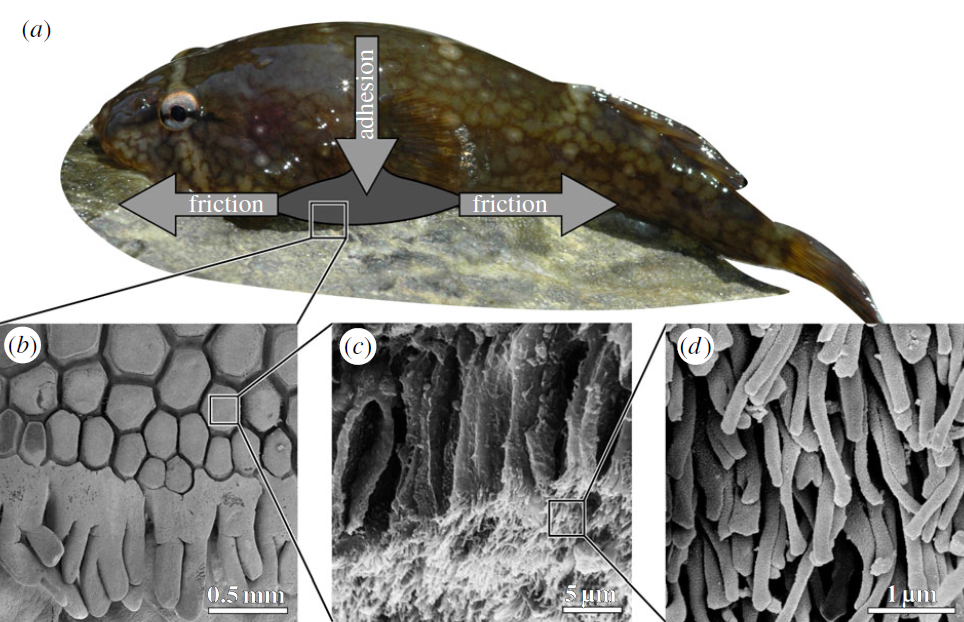 Virginia Tech Ichthyology Class : Clingfish Are Powerful Clingers in ...