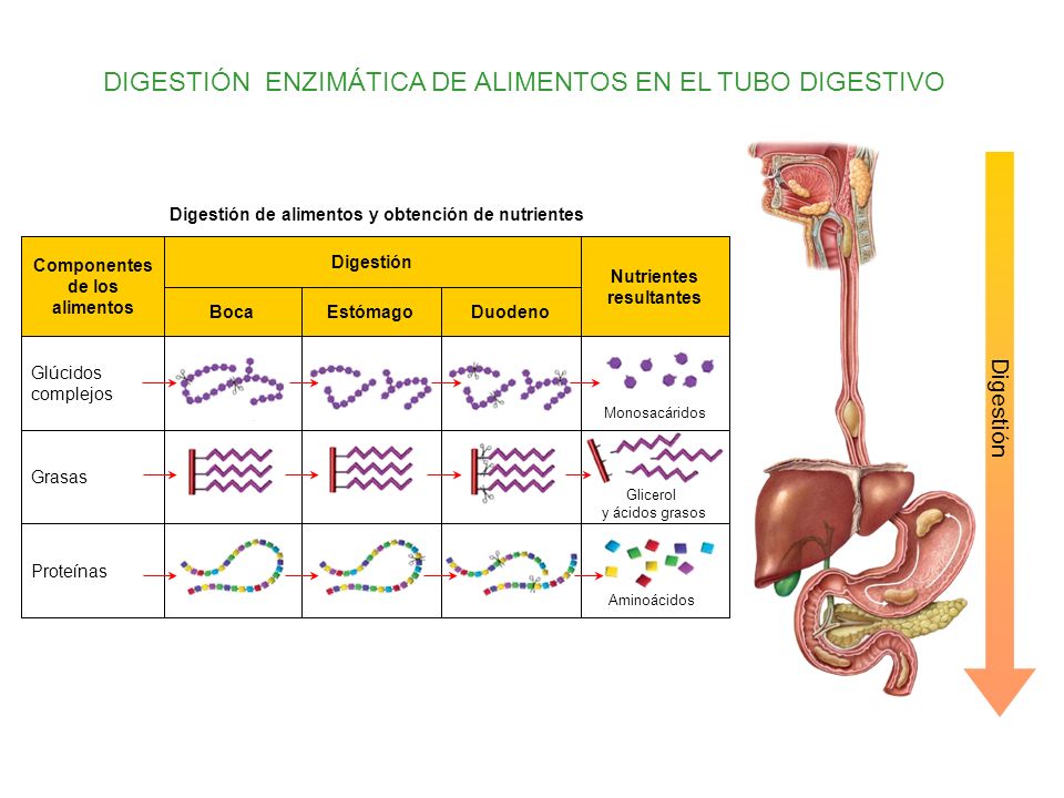 BIOLOGIA-GEOLOGIA DBH3: DIGESTIO-FUNTZIOAK
