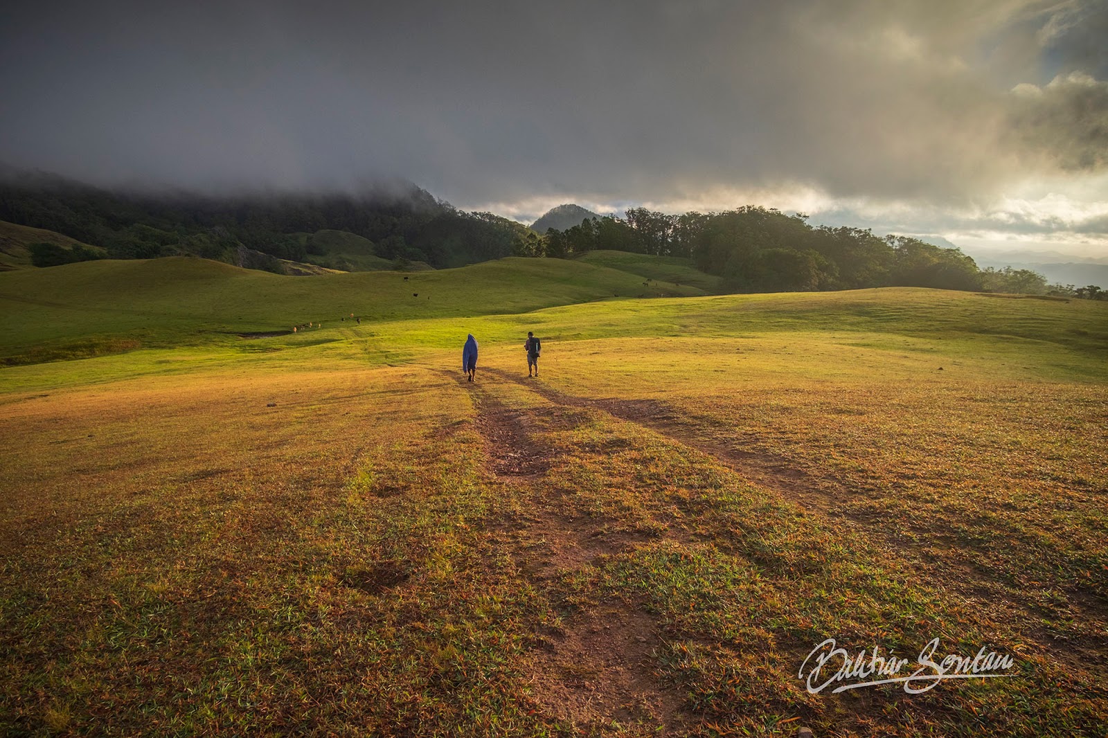 Indonesia Sungguh Indah: Padang Sabana Gunung Mutis