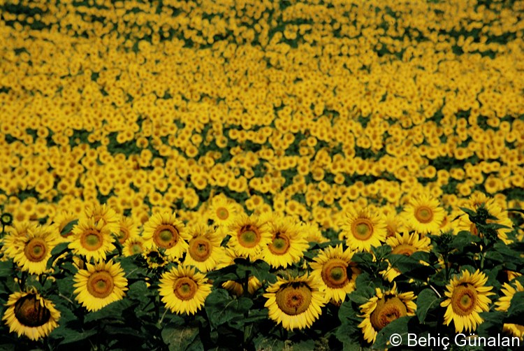 TARLA RESİMLERİ-Manzaralar