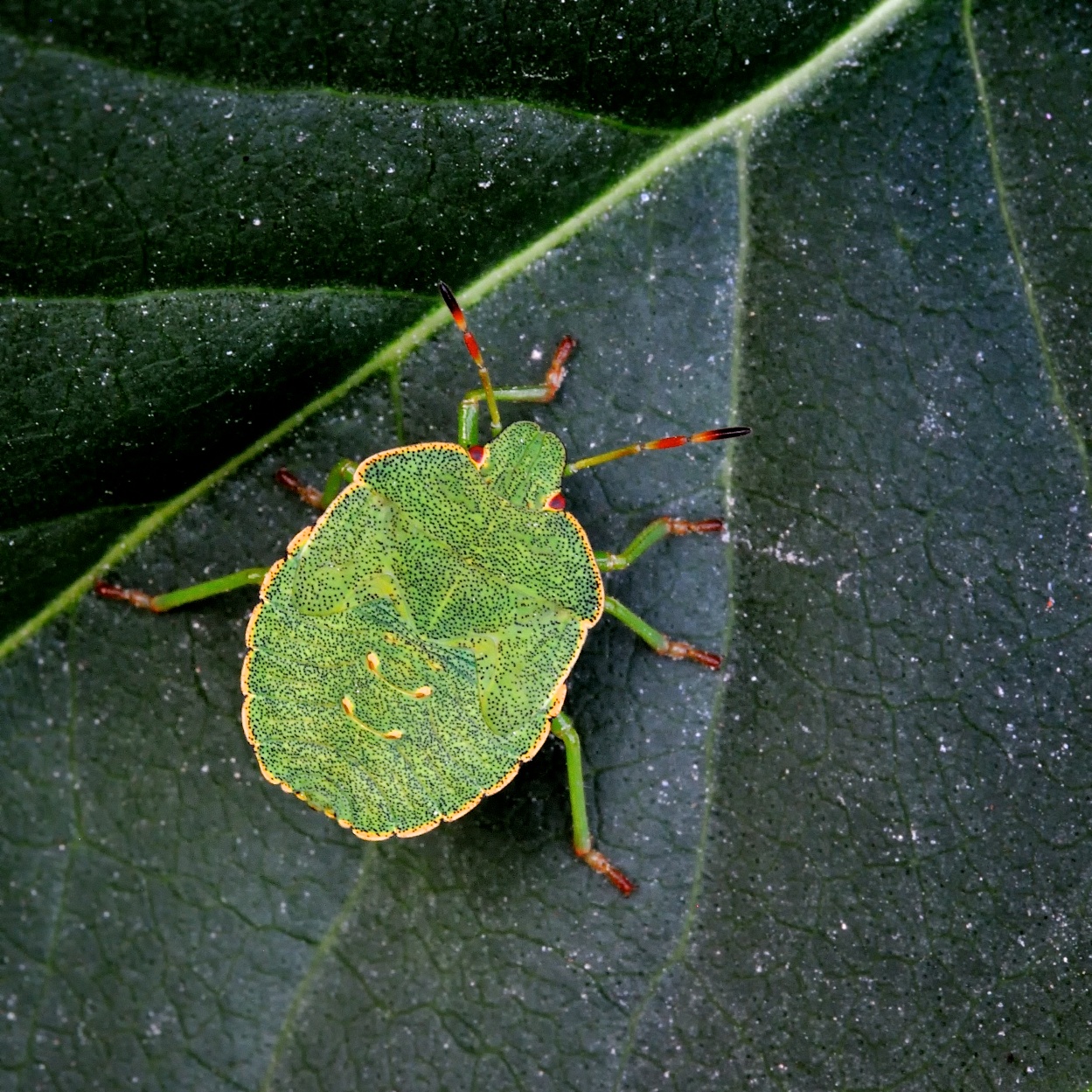 Knuts tips om makrofotografering: Tege