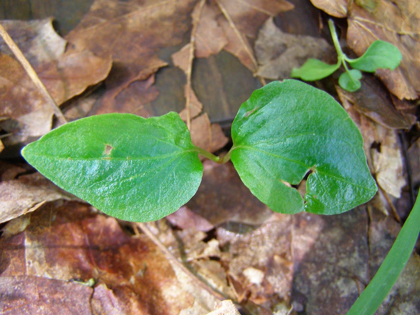Blue Jay Barrens: What's That?