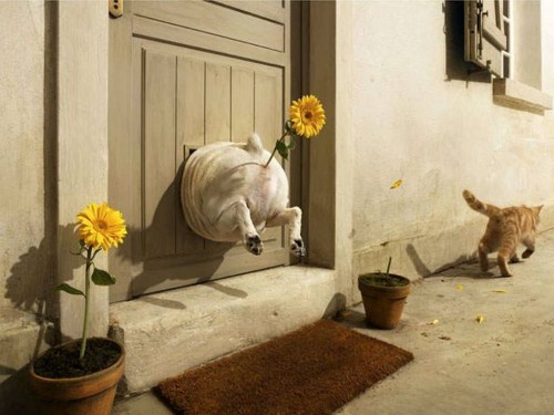 Funny Collection: Free Funny Pictures