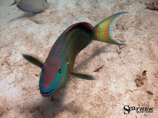 Sub Sea Systems - Our World: Sea TREK at De Palm in Aruba: Take an ...