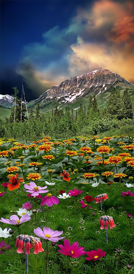 " B L O G - DO - O L I V E I R A " : FLORES, NATUREZA, PAISAGENS ...