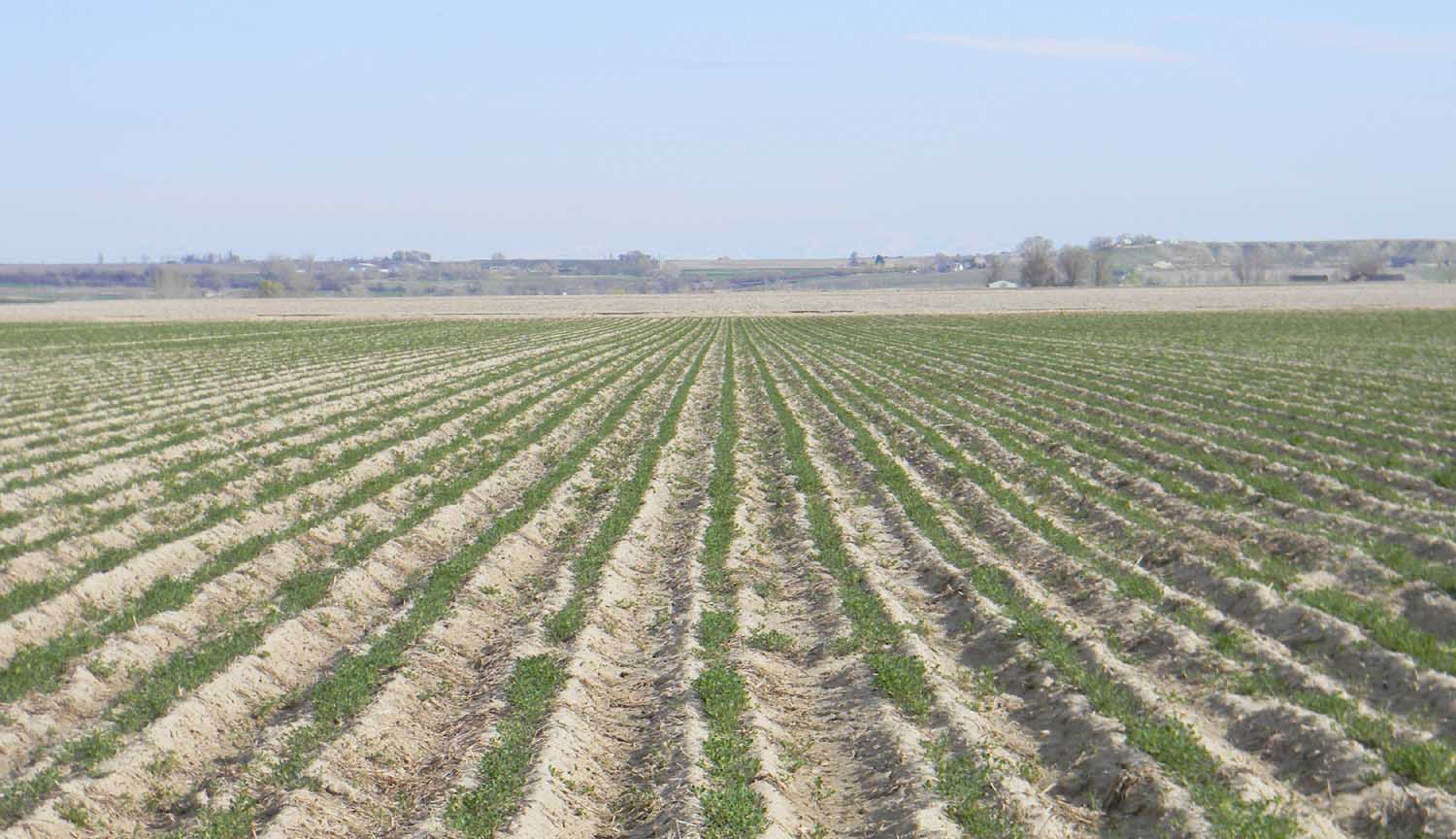 Owyhee Agriculture: Alfalfa Seed and Alfalfa Hay
