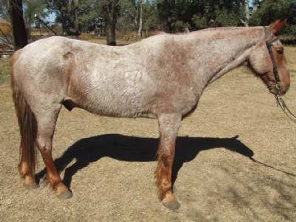 Bien Campero: El caballo criollo