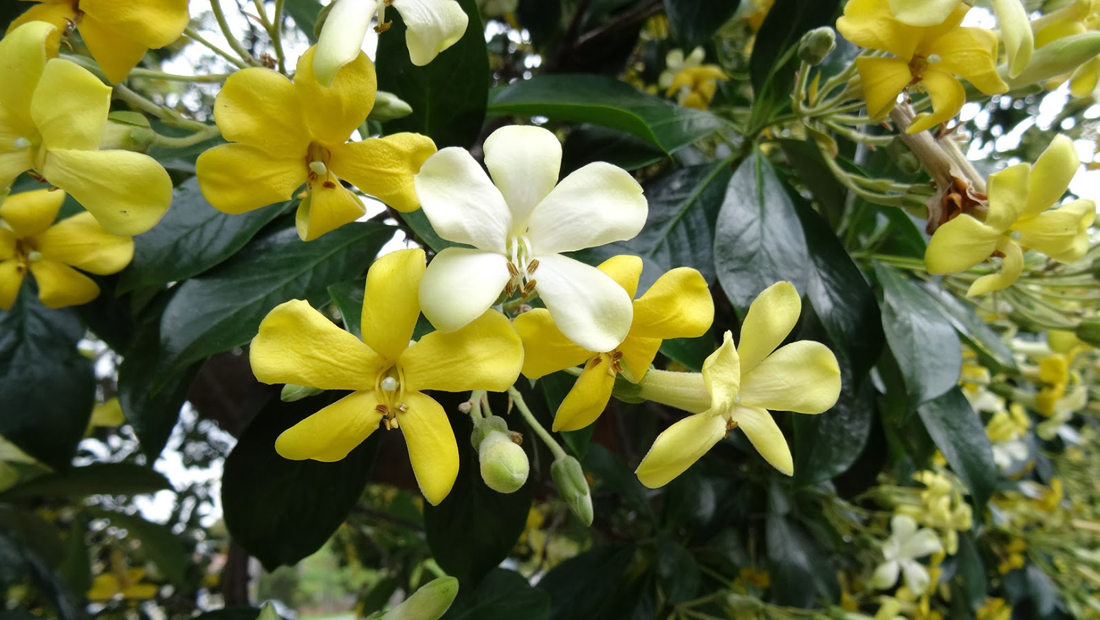 MAP: MELBOURNE STREET TREES 50 - NATIVE FRANGIPANI