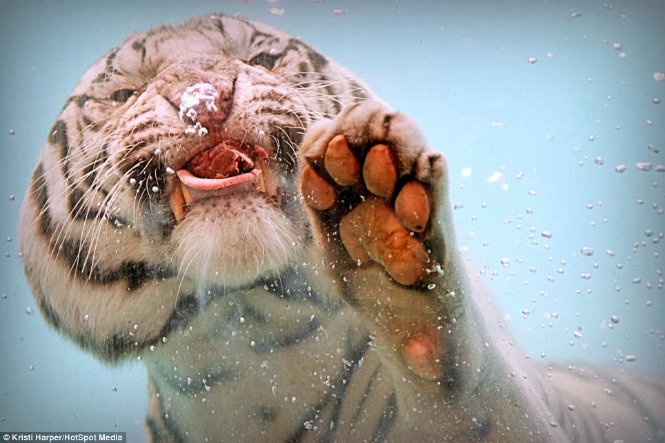 Four legged friends (and enemies): Amazing pictures of 600-pound white ...