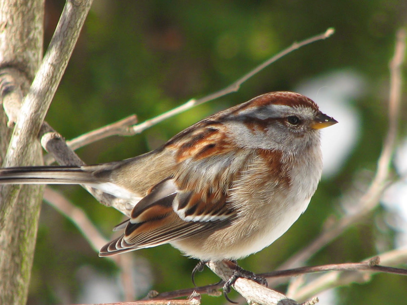 South Burlington birds: American Tree Sparrow photos | Litter with a ...