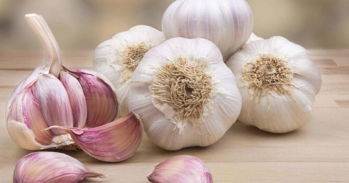 PLAAN : Ajo - Allium sativum