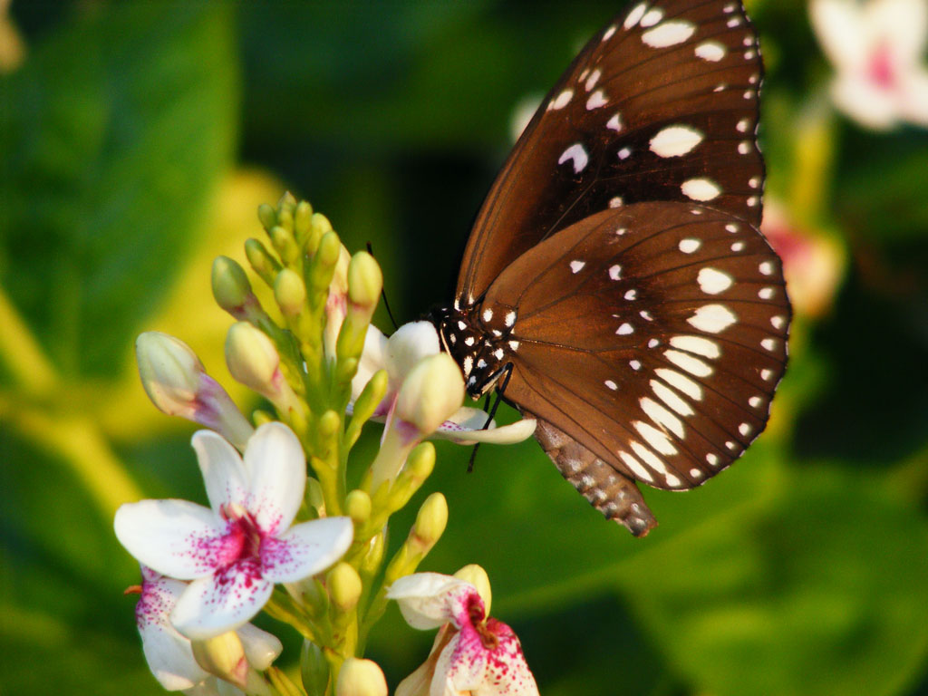 BIAR KUNCUP MEKAR JADI BUNGA - Wawasan Mesir