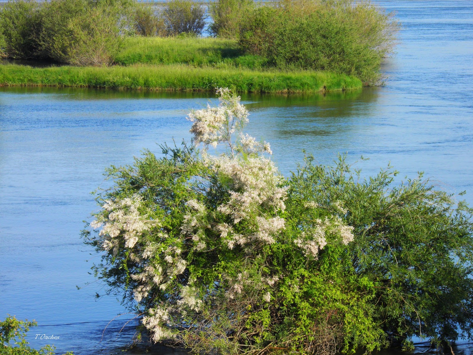 PASARI DIN ROMANIA: PLANTE SALBATICE (1), Arbusti si arbori