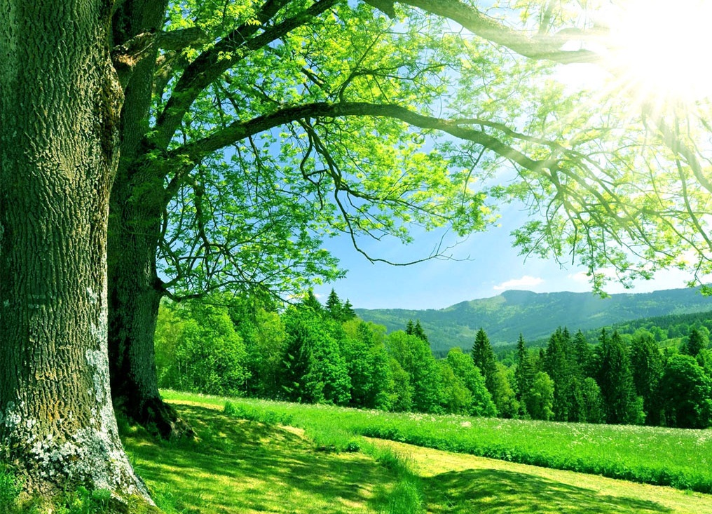 Summer Nature Wallpapers - Wallpapers