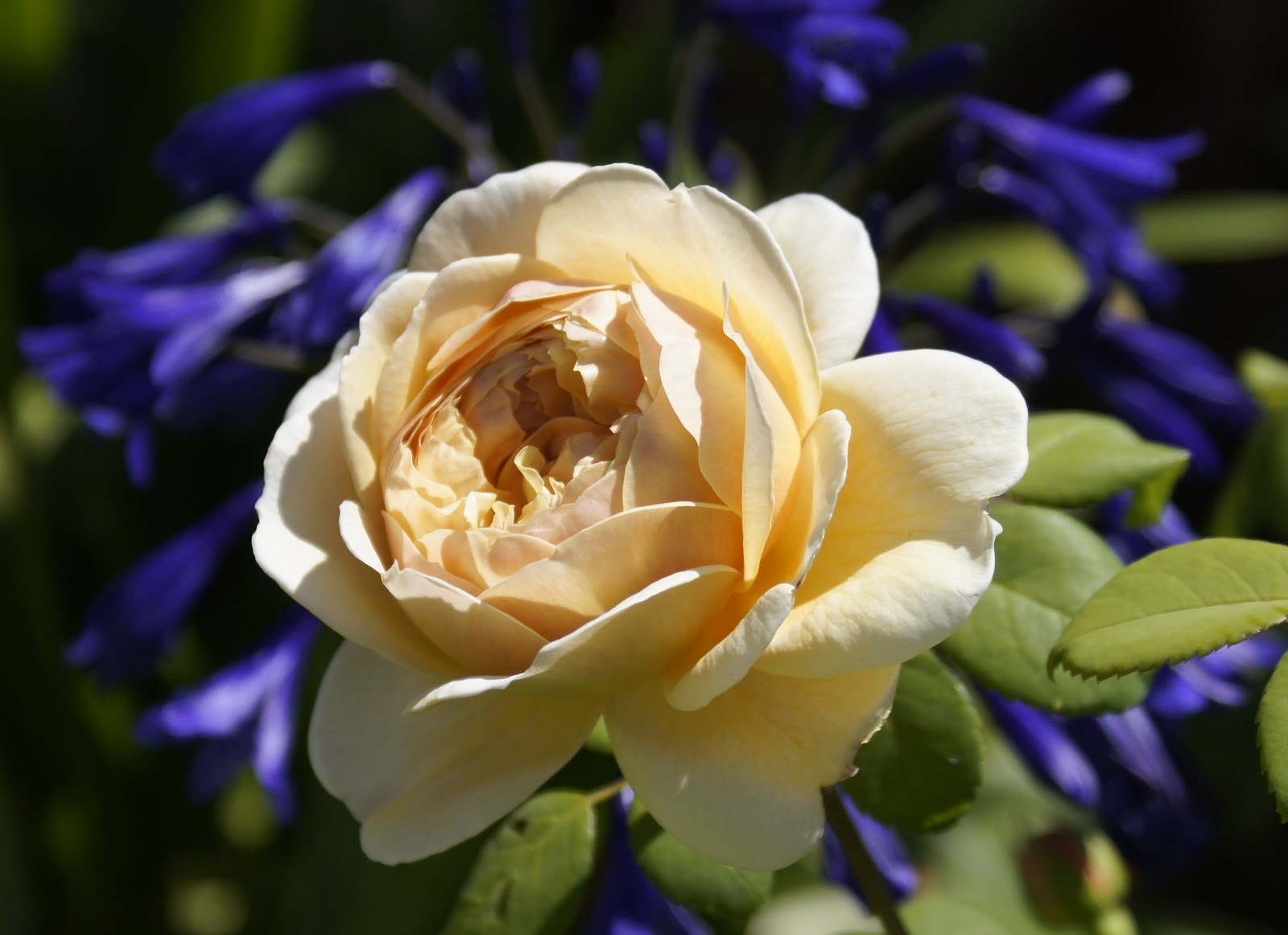 Organic Garden Dreams: July Roses