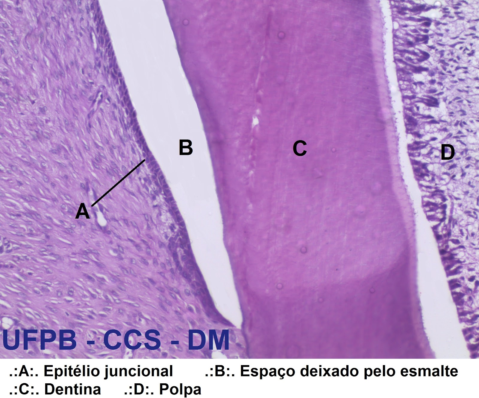HistoLink: .:Periodonto:.