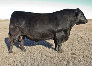 The GENEX Blog: Angus EPD Highlights