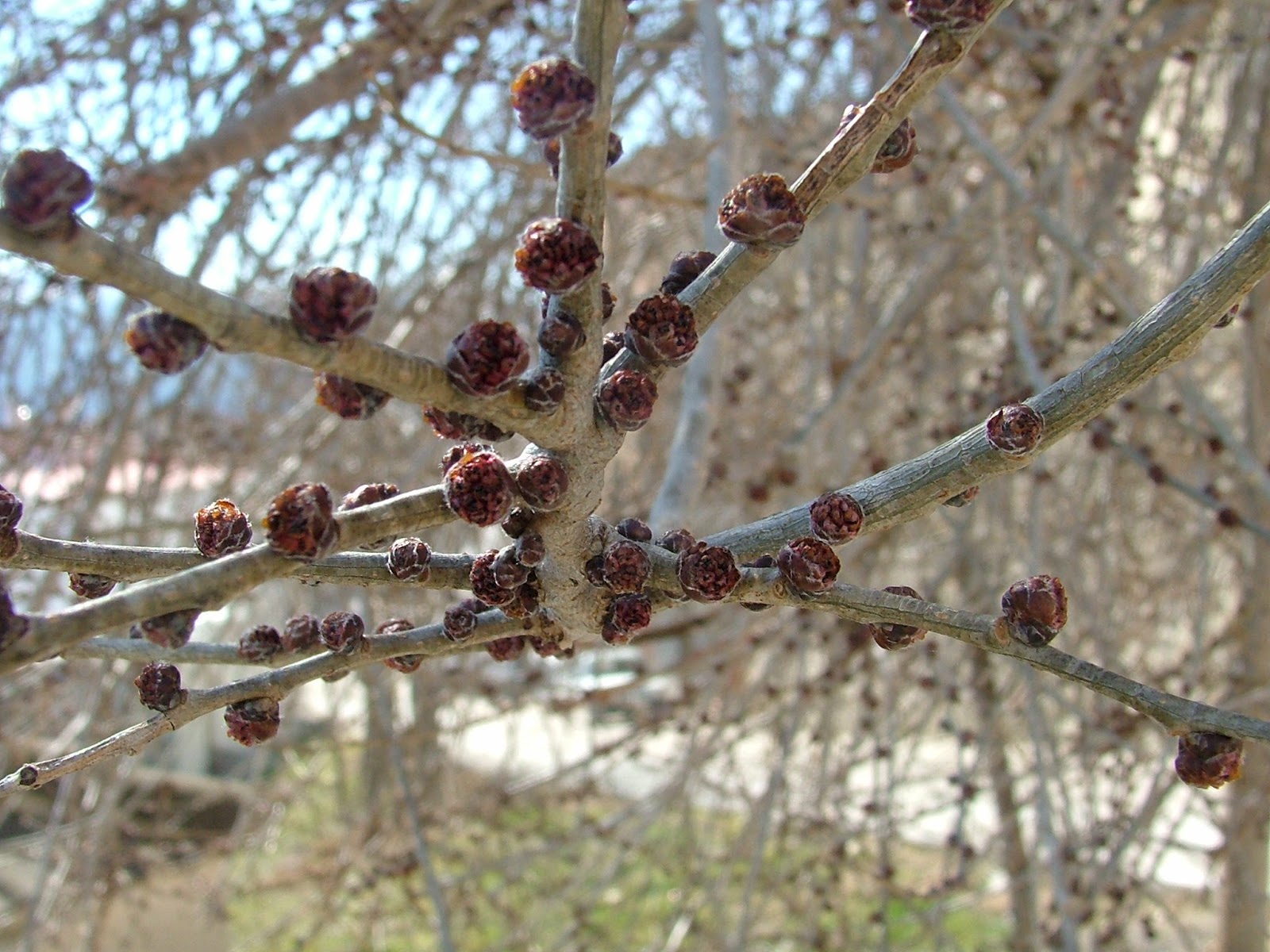 CICLOS FORMATIVOS del IES "Villa de Santiago". Santiago de la Espada ...
