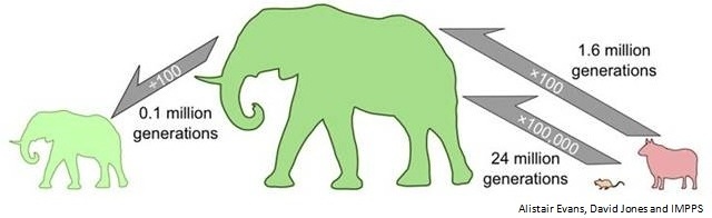 Darwin's God: Mouse-to-Elephant: Evolution in Action