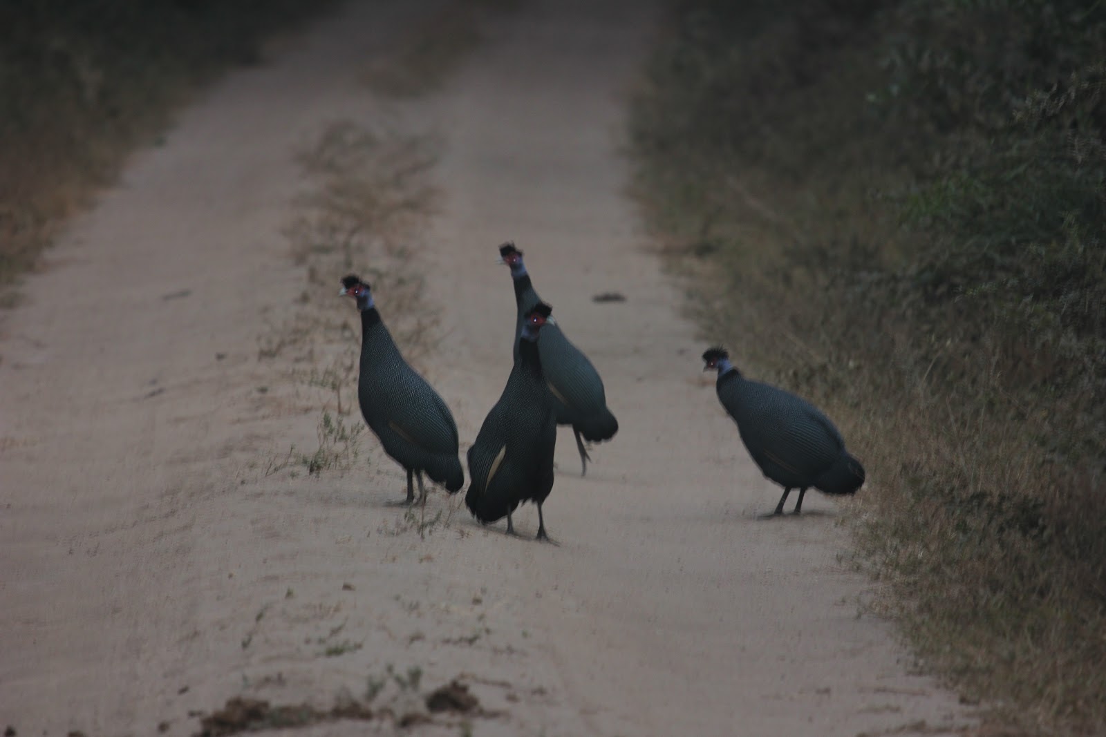 Neil's Daily Bird: 220 : Crested Guineafowl