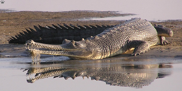 EcoHaria: Gavial